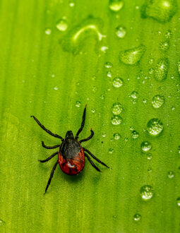 Bug Bites: Tick Prevention Tips for Spring – Lena’s World